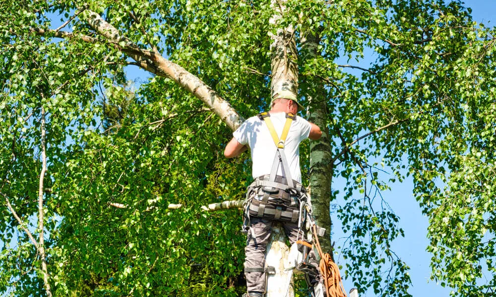 Can I Trim the Branches of the Neighbor's Tree That Hang on My Property ...