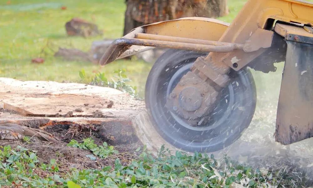 How to Rot a Tree Stump Fast | Easy Stump Removal Tips