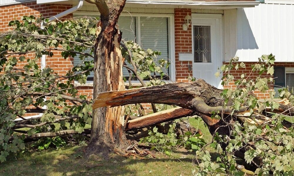 How To Identify And Address Potential Hazards In Trees | A Perfect Cut Tree