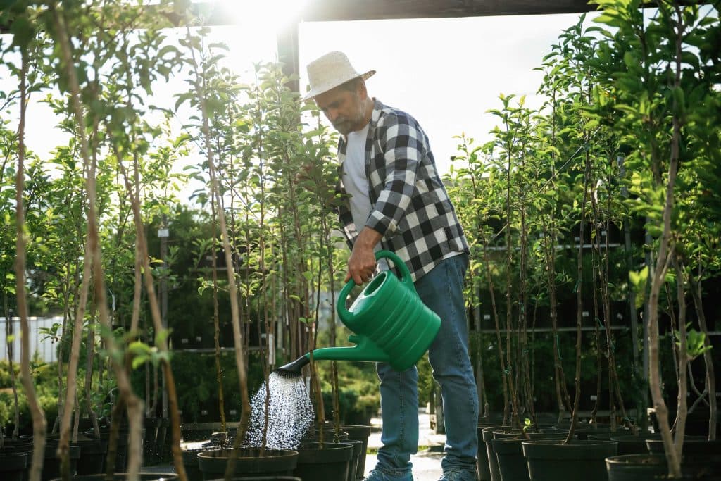 Simple Guide: How to Water Your Trees Effective