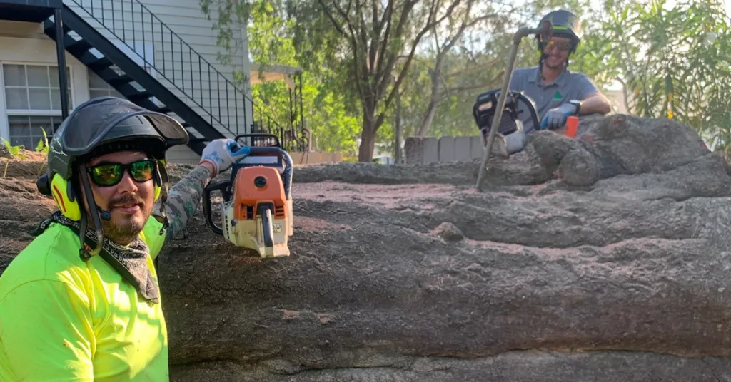 How to Trim Oak Trees | A Perfect Cut Tree